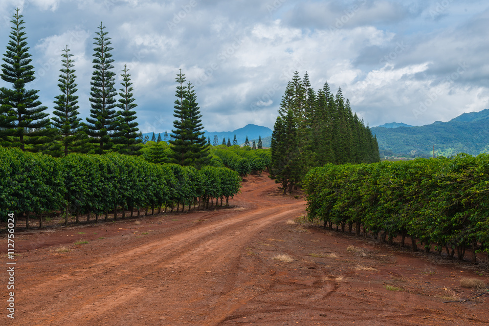 Coffee plants growing in the rich volcanic soil on the North Shore of ...