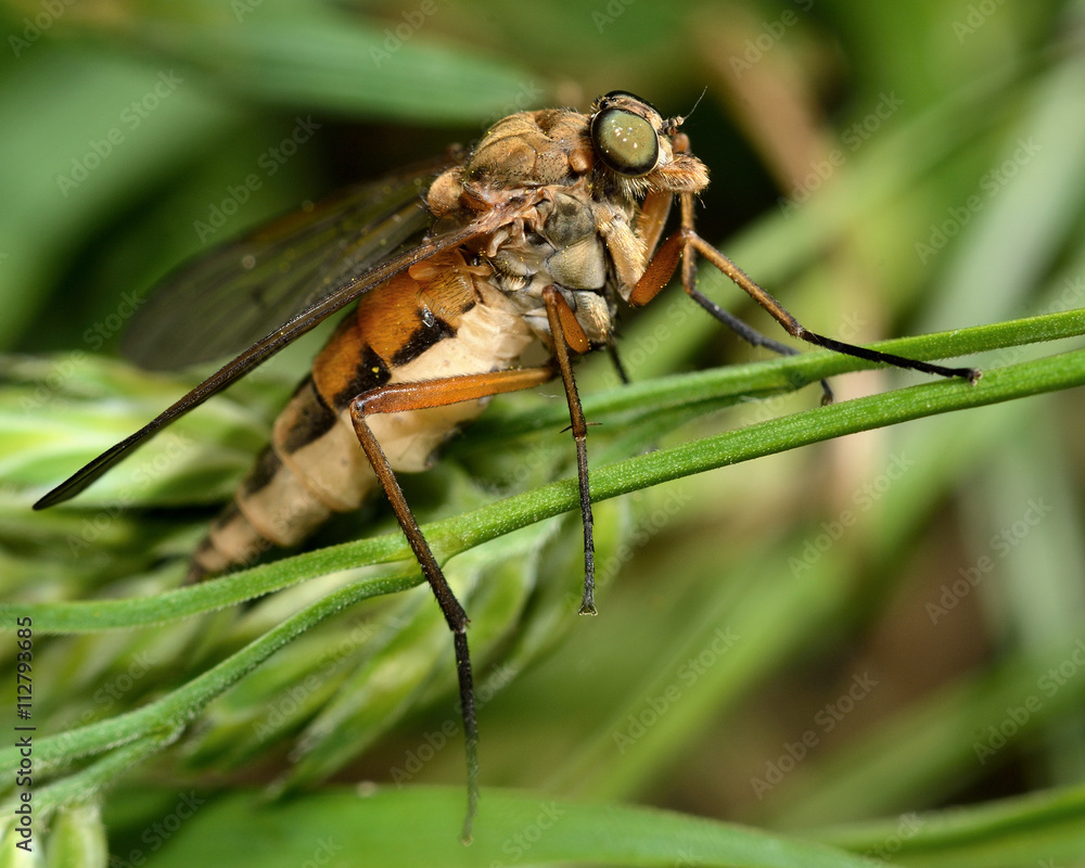 Common snipe fly (Rhagio tringarius) from above. Large insect in the ...