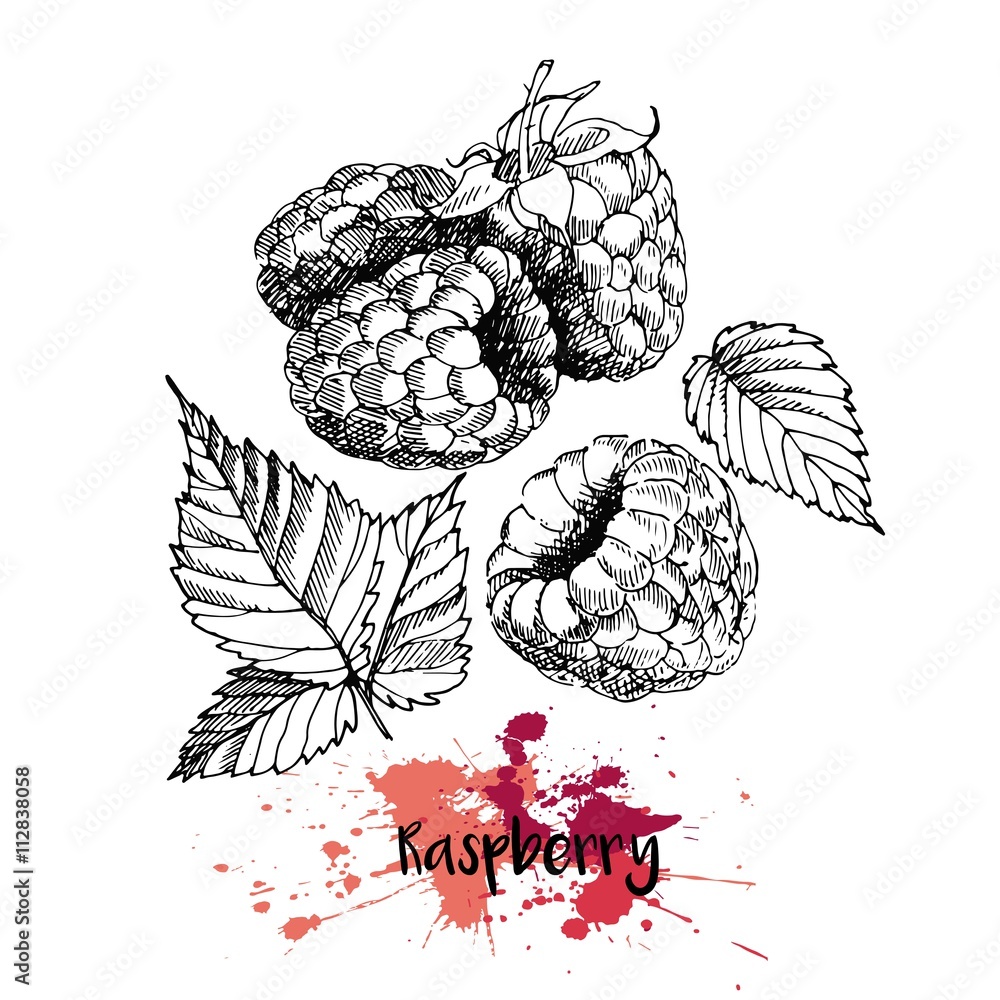 Vector illustration of raspberry. Isolated on white background ...
