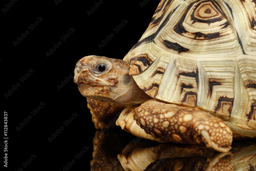 Leopard Tortoise Shell