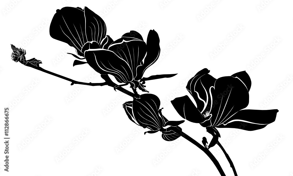 Magnolia. A branch of a blossoming magnolia. Botanical garden with ...