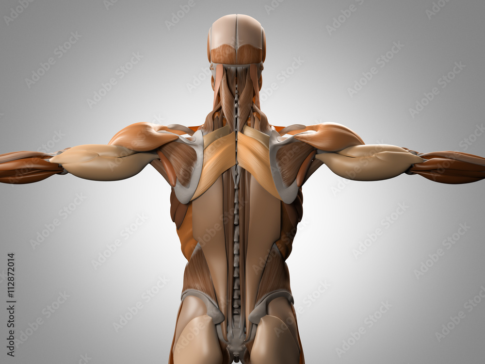 Human anatomy, torso back muscles. 3d illustration. Stock Illustration ...
