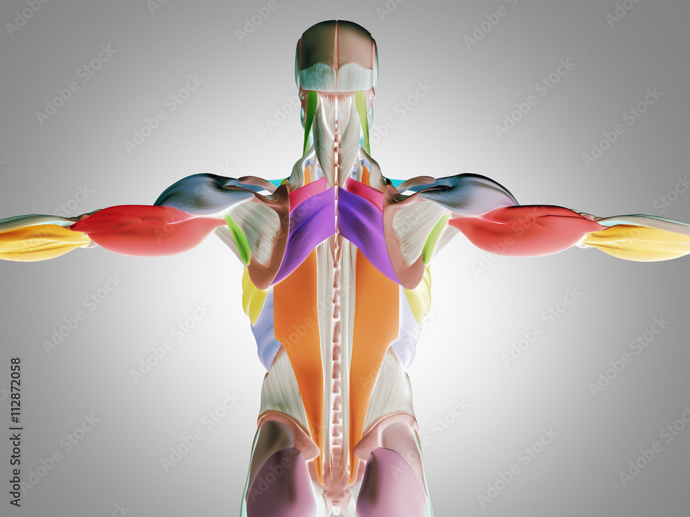 Human anatomy, torso back muscles. 3d illustration. Stock Illustration ...