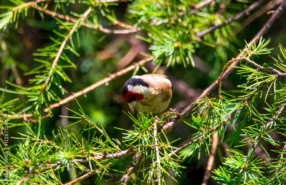 Carduelis carduelis Stock Photo | Adobe Stock