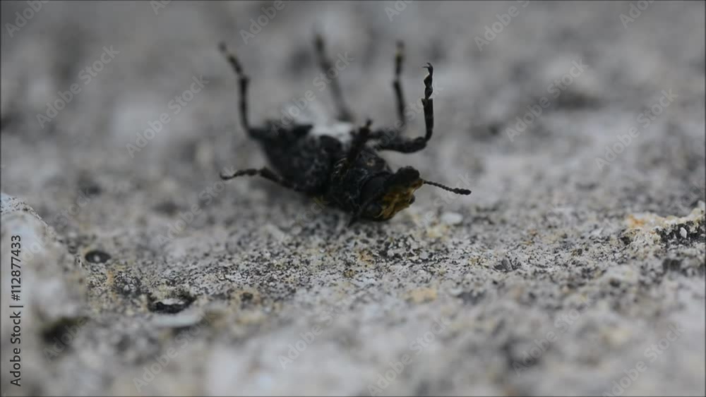 Scarce fungus weevil (Platyrhinus resinosus) on back. An unusual beetle ...