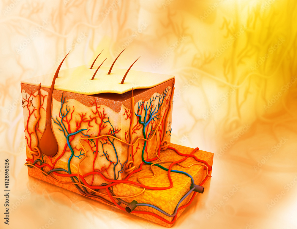 Anatomy of the skin and the layers. 3d render Stock Illustration ...