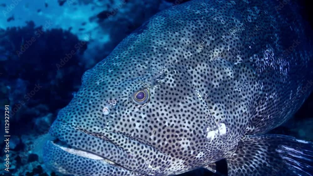 Giant grouper close-up Stock Video | Adobe Stock