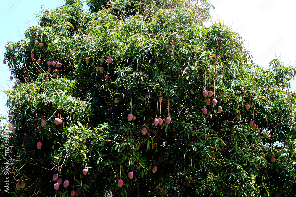 Hawaiian Mango Trees