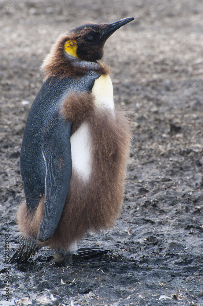 Baby King Penguin