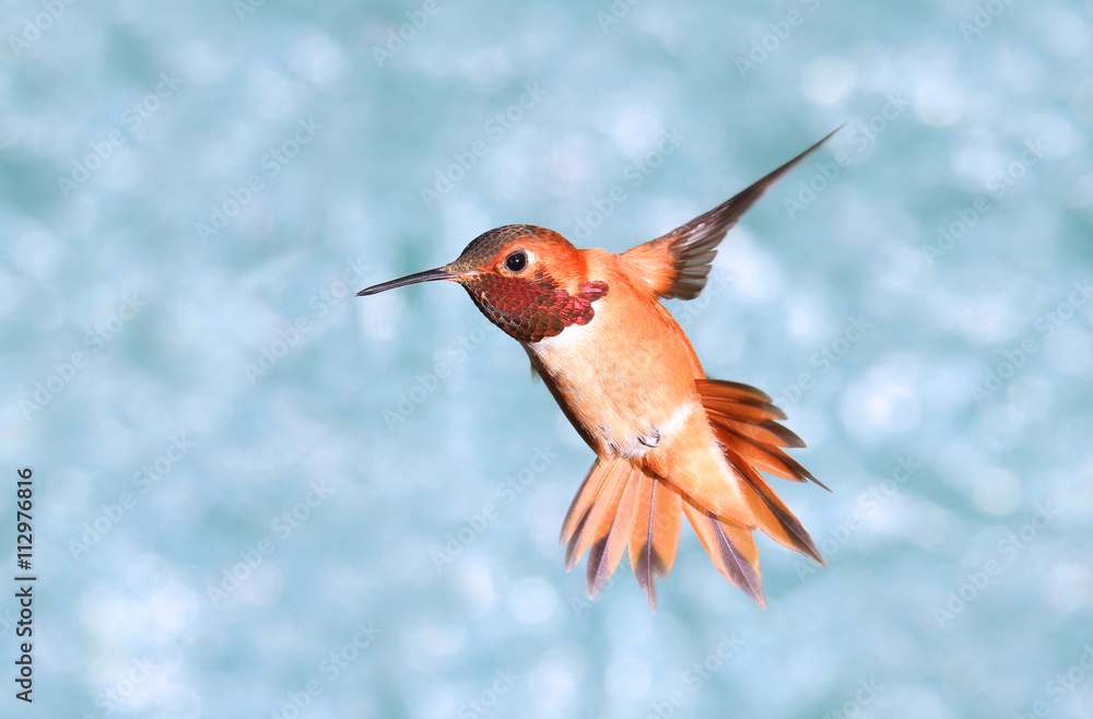 Male Rufous Hummingbird in Flight, green background. Showing his ...