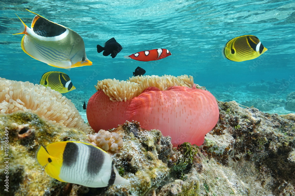 Colorful fishes with a sea anemone underwater in the lagoon, Pacific ...