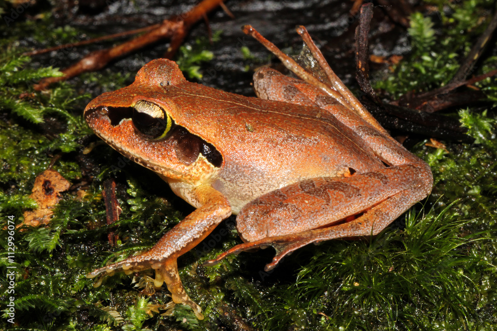 Aglyptodactylus madagascariensis is a species of frog in the family ...