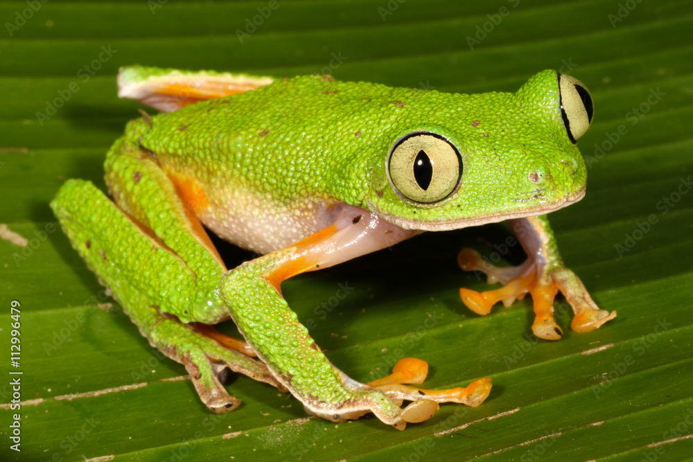 Foto de Hylomantis hulli is a species of frog in the Hylidae family. It ...