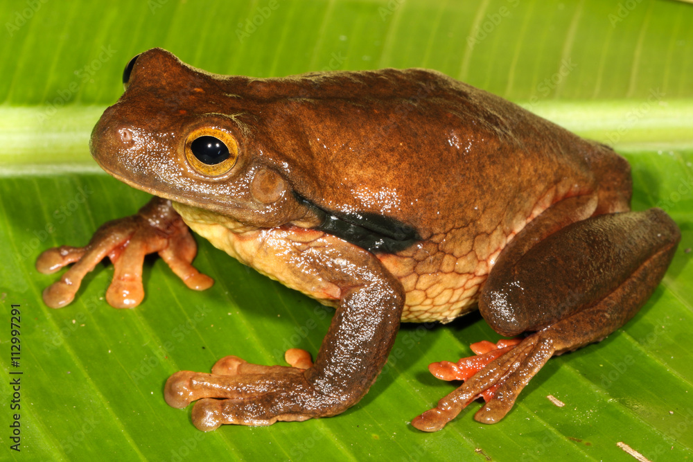 The Surinam golden-eyed tree frog, Trachycephalus coriaceus, is a ...