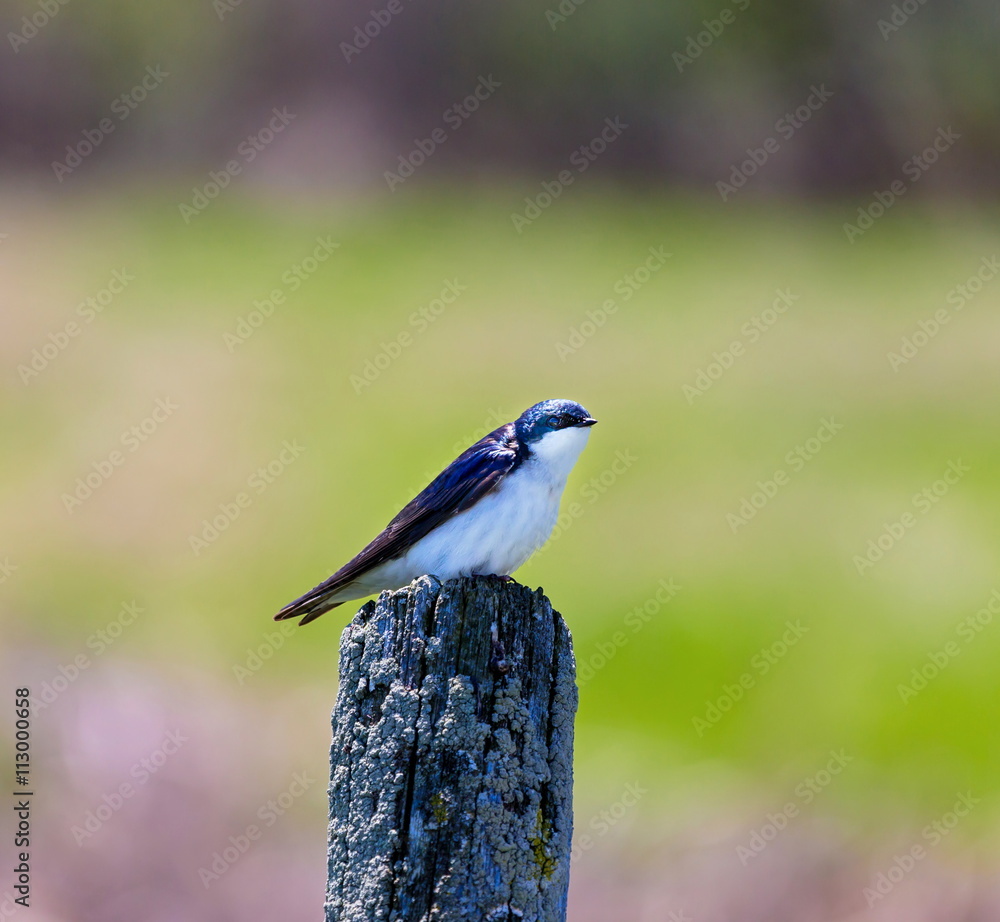 The tree swallow is a migratory passerine bird that breeds in North ...