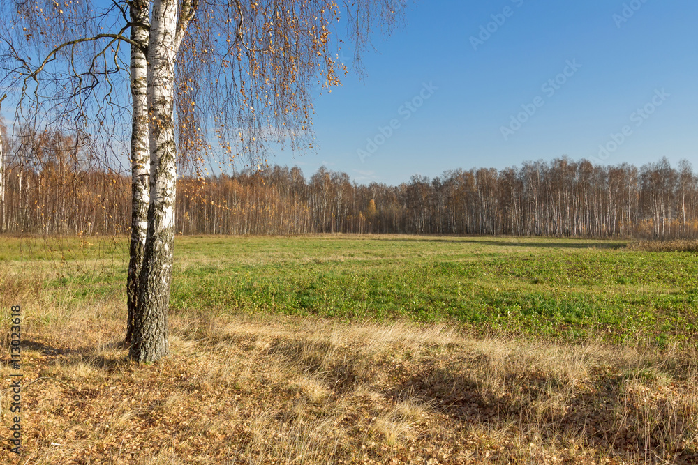 Birch trees with fall colors losing their leaves in a country setting ...