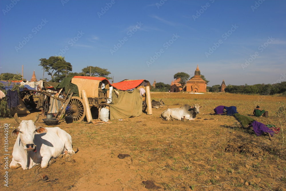 Fotografia do Stock: Pilgrims from the country camp with their bullock ...