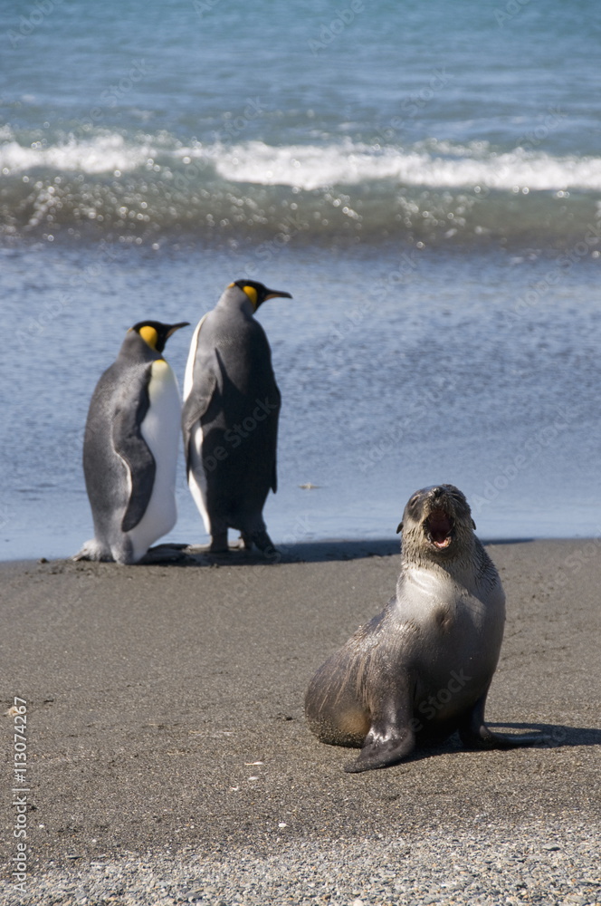 King penguins and fur seal, Moltke Harbour, Royal Bay, South Georgia ...