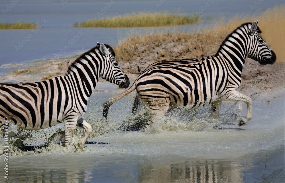 Zebras Running In Water