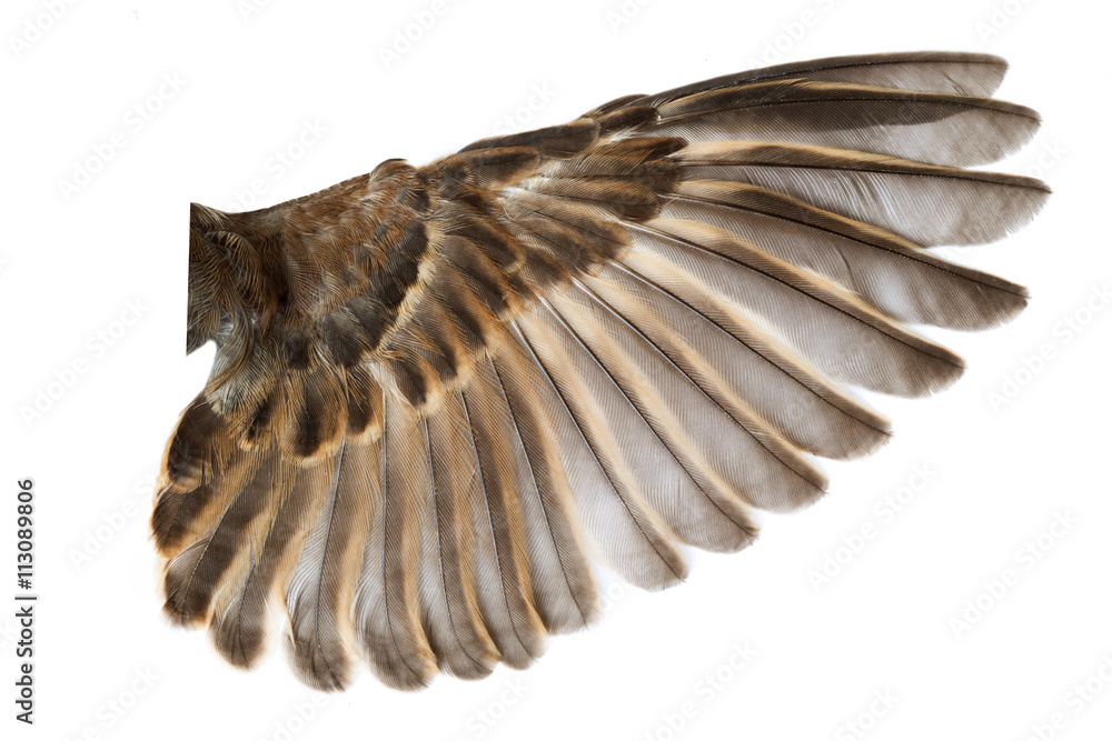 bird wings isolated on white Stock Photo | Adobe Stock