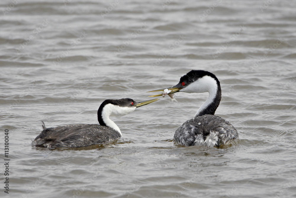 Western grebe (Aechmophorus occidentalis) courtship, Bear River ...