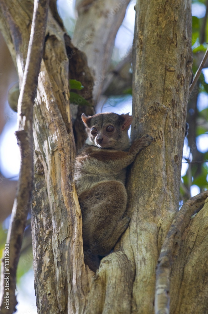 Microcebus ravelobensis (Golden-brown Mouse Lemur), Ankarafantsika ...
