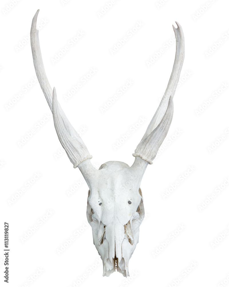 skull of wildlife animals Stock Photo | Adobe Stock