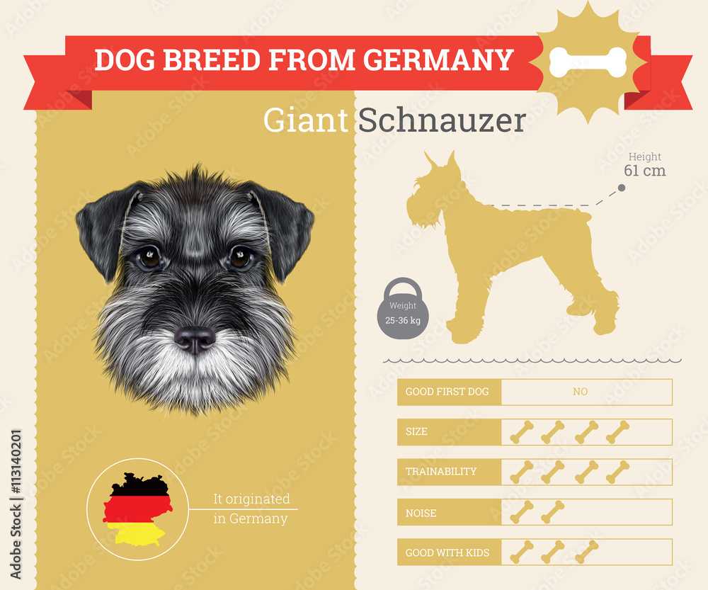 Standard Schnauzer Size Comparison