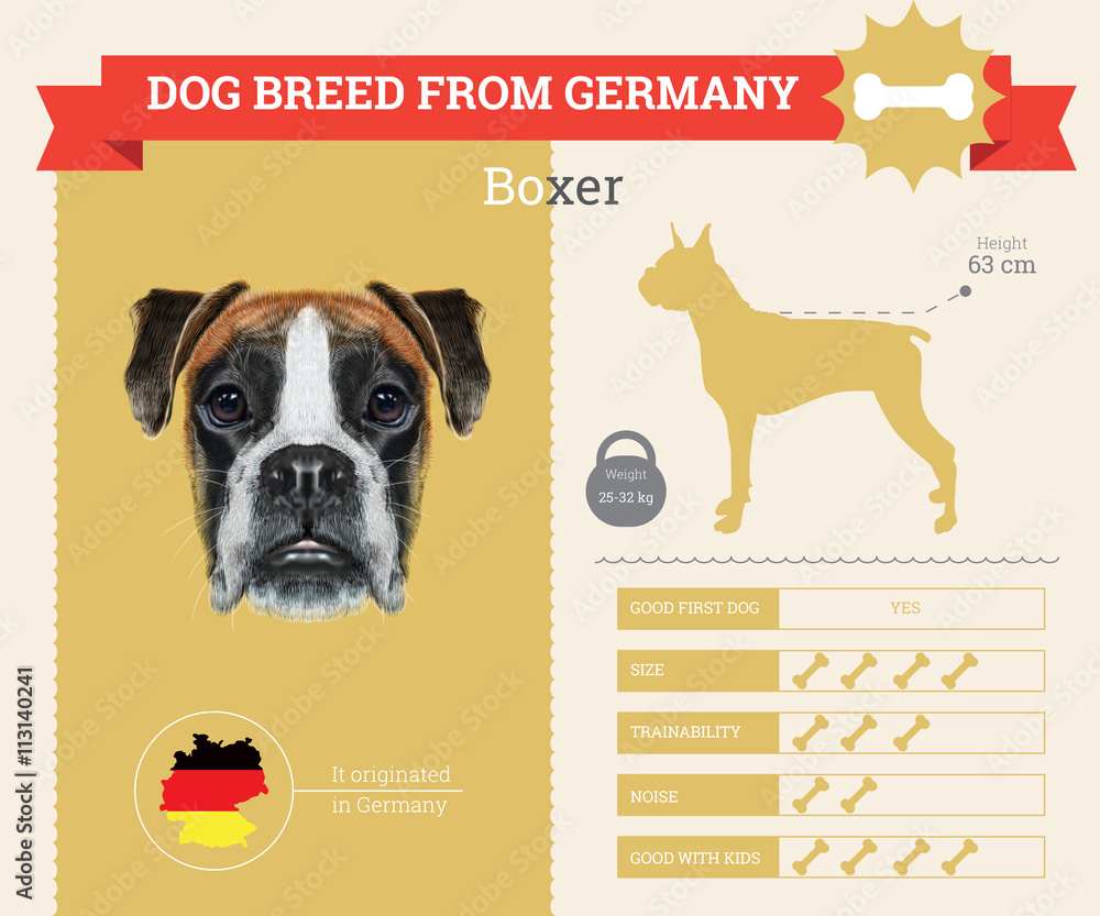 Boxer Dog breed vector infographics. Stock Vector | Adobe Stock