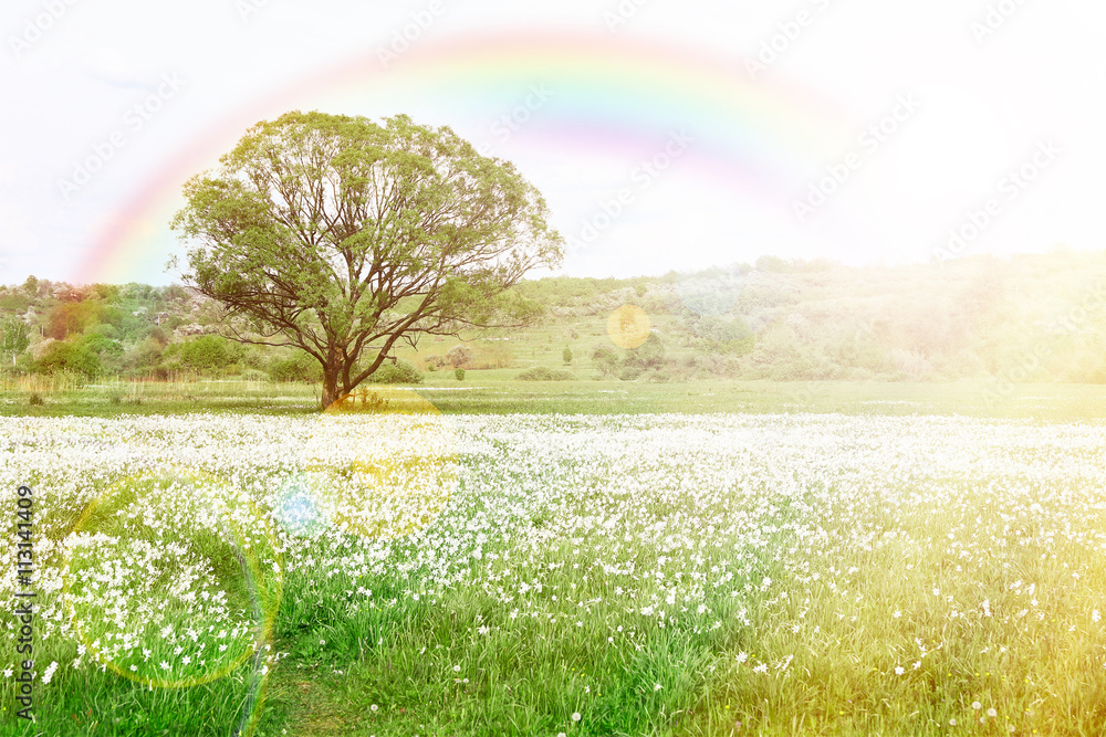 Rainbow Rain Flowers