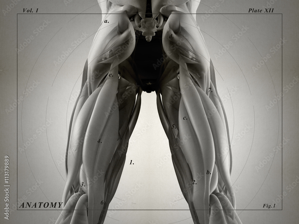 Hamstring muscle group, human anatomy muscle system. 3d illustration ...