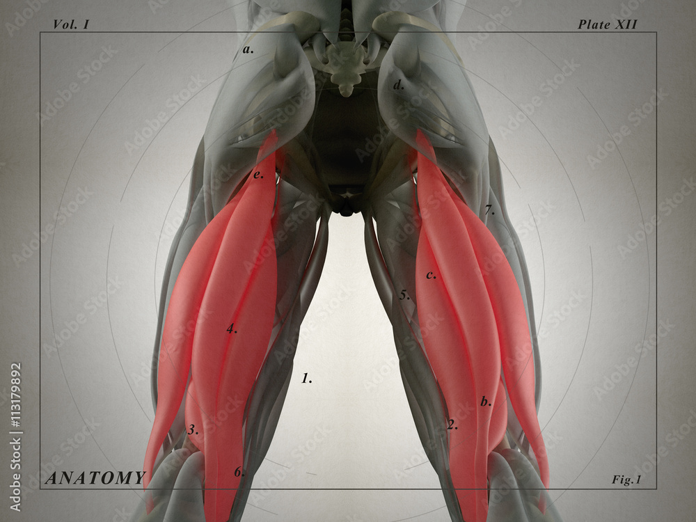 Hamstring muscle group, human anatomy muscle system. 3d illustration ...