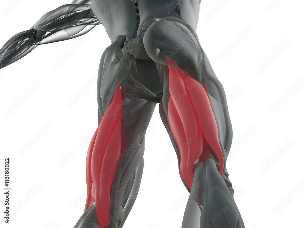 Hamstring muscle group, human anatomy muscle system. 3d illustration ...