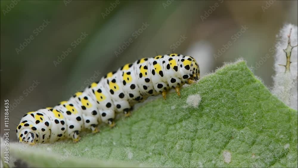 The mullein moth (Cucullia verbasci) caterpillar on foodplant. Brightly ...