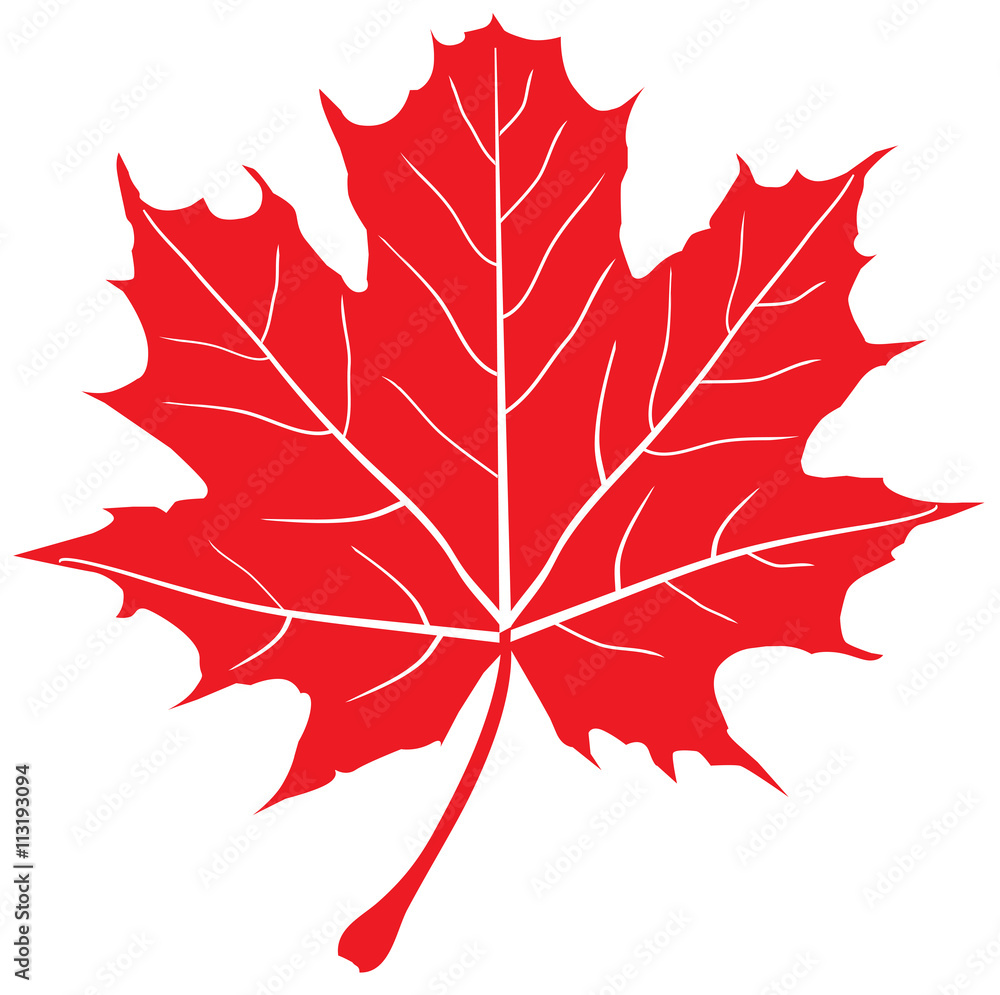 maple leaf vector de Stock | Adobe Stock
