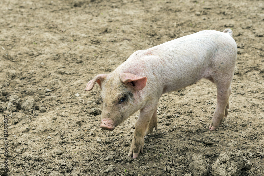 Kleines rosa Ferkel im Freilauf Stock Photo | Adobe Stock