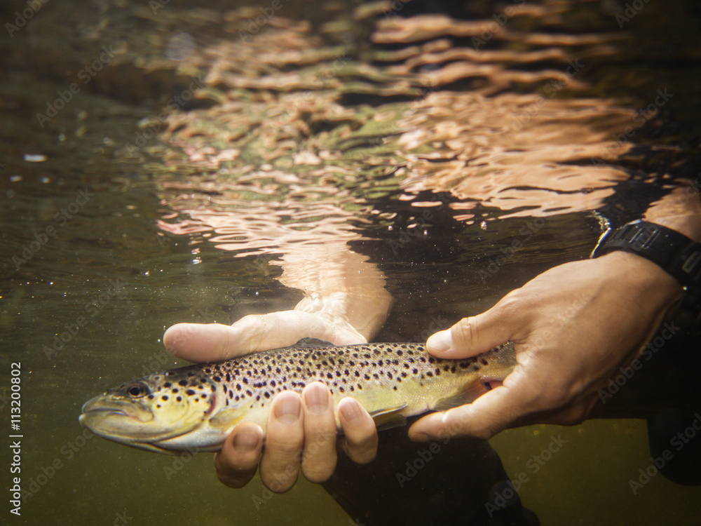 Man holding small fish under water Stock Photo | Adobe Stock