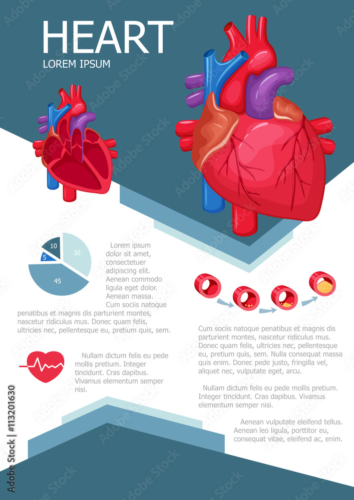 Human heart infographic Stock Vector | Adobe Stock