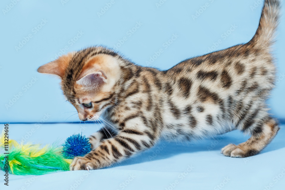 Blue Bengal Kittens