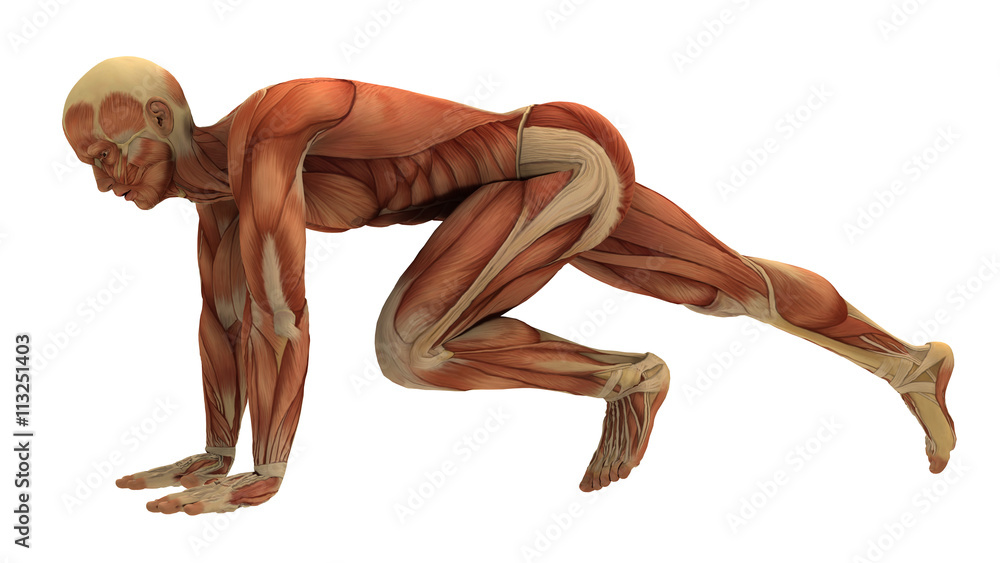 Human male form showing muscle forms (no skin). Stock Photo | Adobe Stock