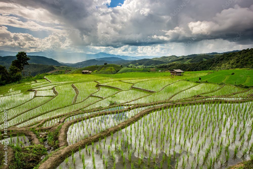 Rice fields on terraced of Pa Pong Pieng, Mae Chaem, Chiang Mai, Stock ...
