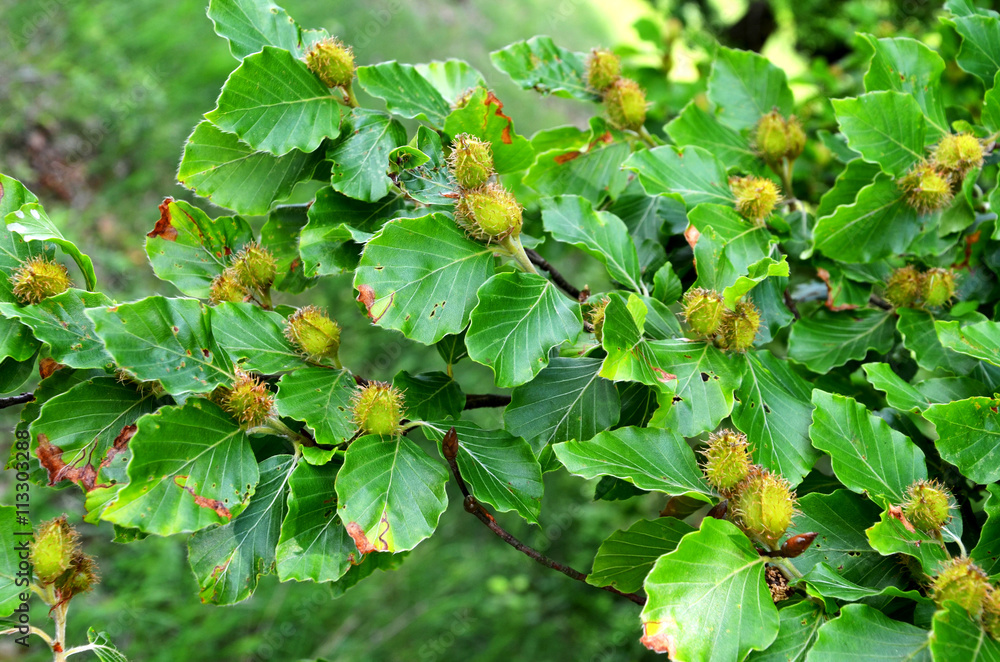 Rotbuche (Buchecker) Stock-Foto | Adobe Stock