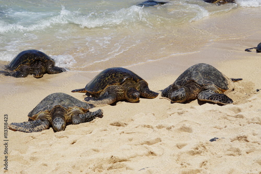 Wild Honu giant Hawaiian green sea turtles at Hookipa Beach Park, Maui ...
