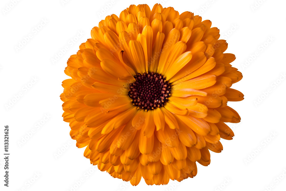 Marigold flower, Calendula Officinalis, with leaves in flowerpot ...