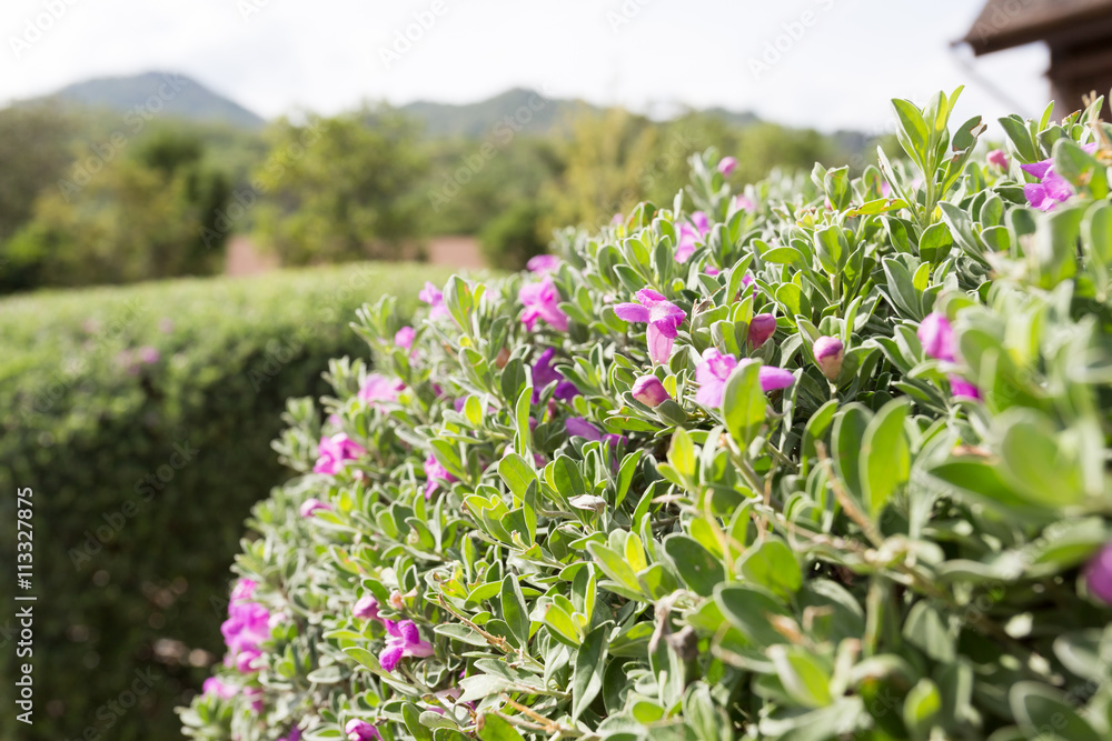Foto de Pink barometer bush, Leucophyllum frutescens, Ash plant flower ...