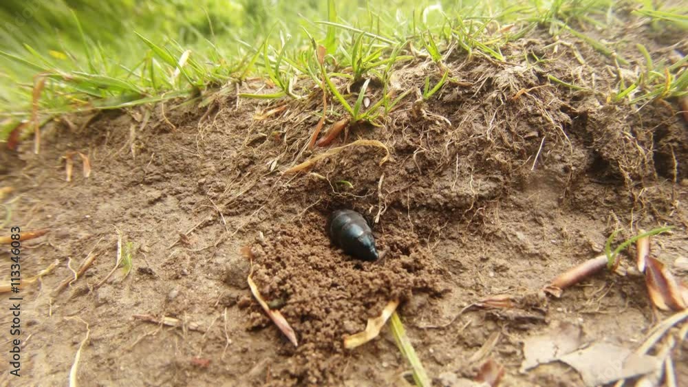 Beetle Digs a Hole in the Ground Under the Grass in the Field Stock ...