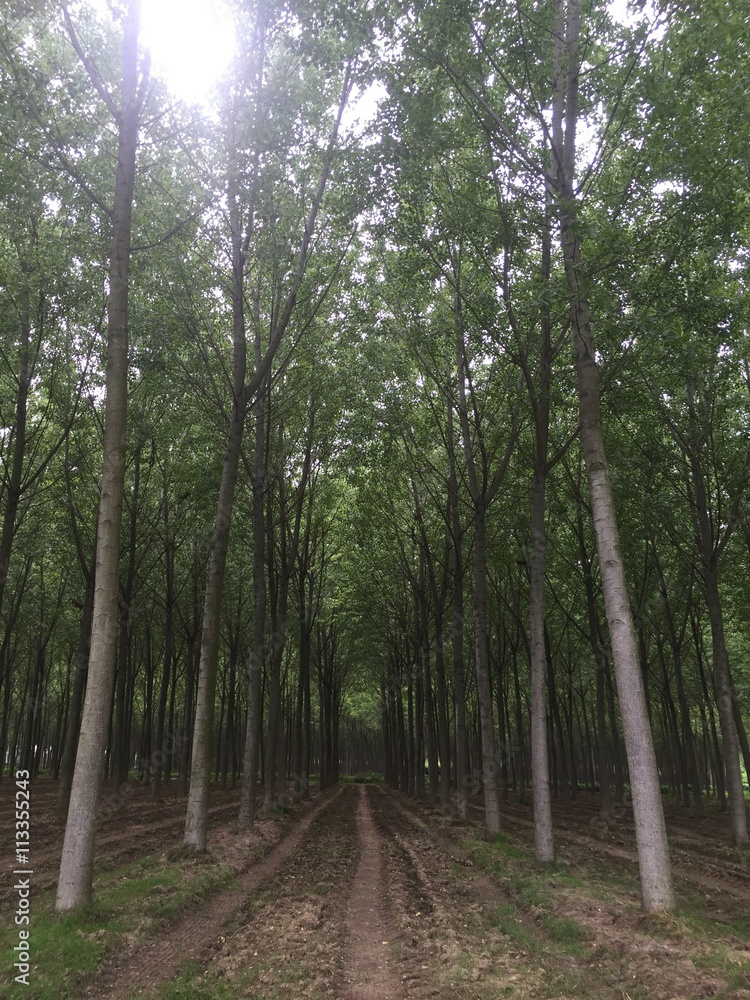 Bosco Stock Photo | Adobe Stock