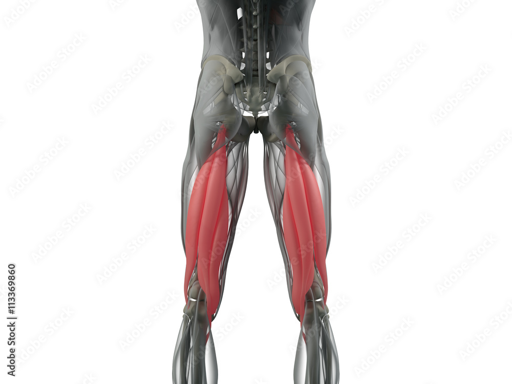 Hamstring muscle group, human anatomy muscle system. 3d illustration ...