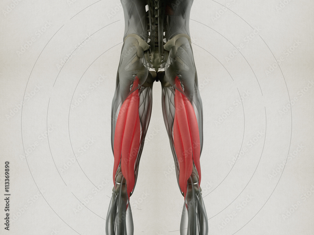 Hamstring muscle group, human anatomy muscle system. 3d illustration ...
