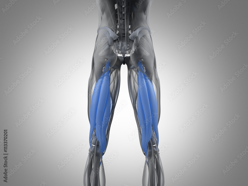 Hamstring muscle group, human anatomy muscle system. 3d illustration ...